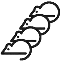 Download Species and Strains in COPD Models